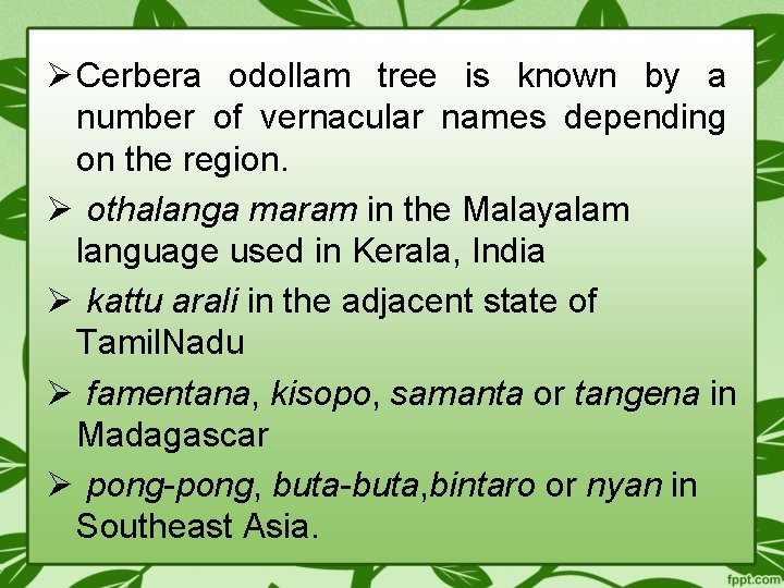 Cerbera Odollam a k a Suicide Tree Plant