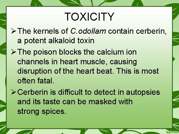 Cerbera Odollam a k a Suicide Tree Plant