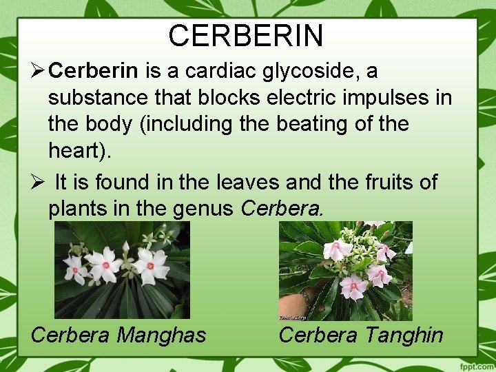 Cerbera Odollam a k a Suicide Tree Plant