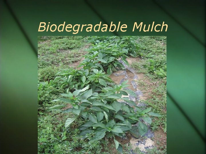 Use of Biodegradable Mulch for Vegetable Crop Production