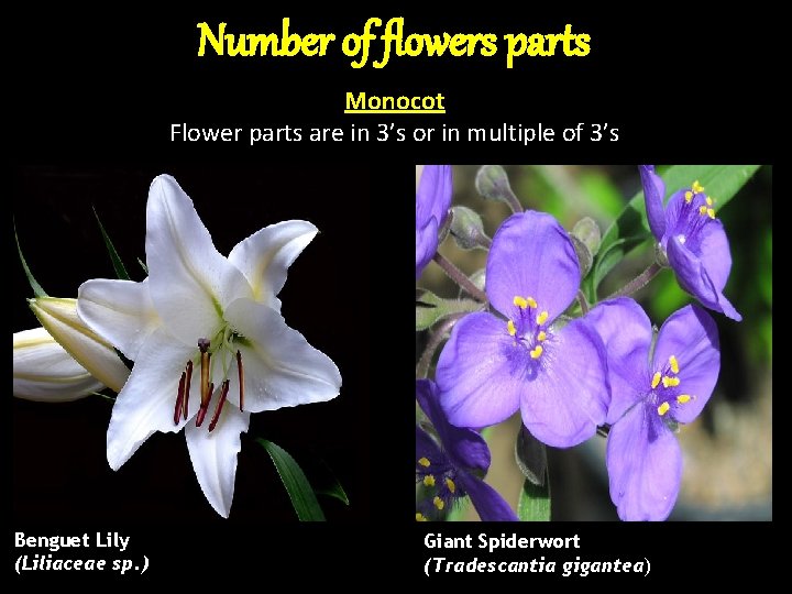 Flowers Are modified twigs adapted primarily for reproduction