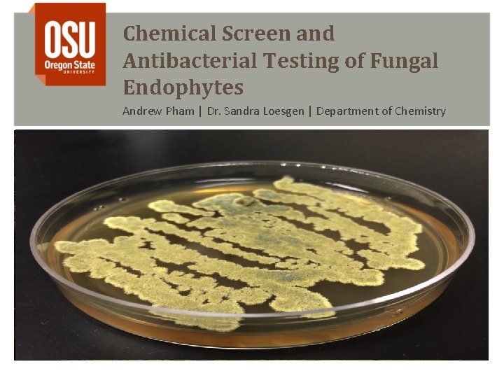Chemical Screen and Antibacterial Testing of Fungal Endophytes