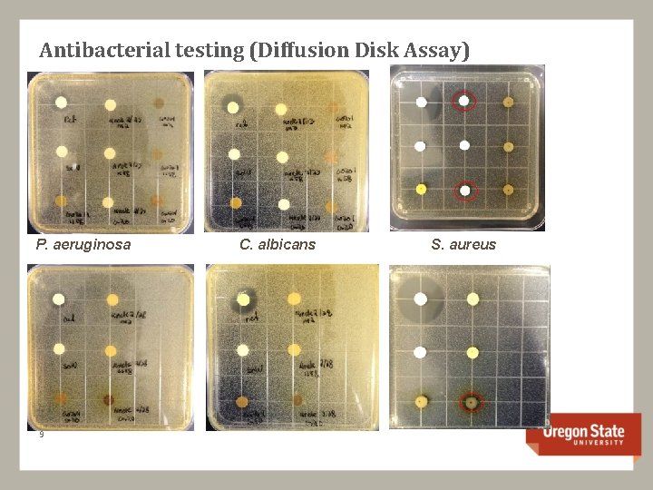 Chemical Screen and Antibacterial Testing of Fungal Endophytes