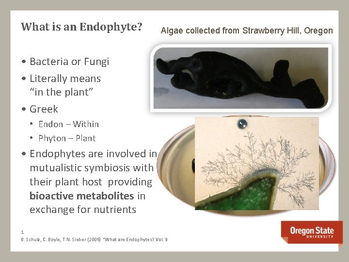 Chemical Screen and Antibacterial Testing of Fungal Endophytes