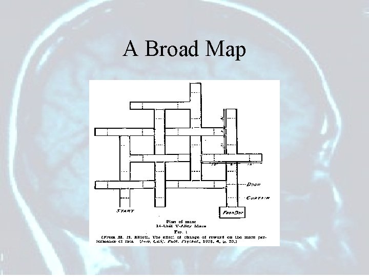 Cognitive Maps Edward C Tolman 1948 Who is