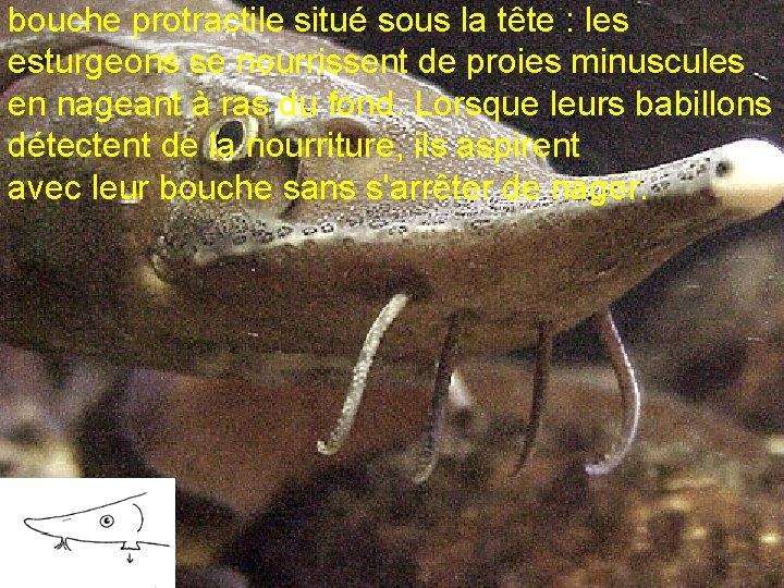 infre supre terminale La forme de la bouche