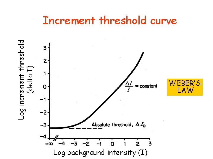 Light and dark adaptation The range of light