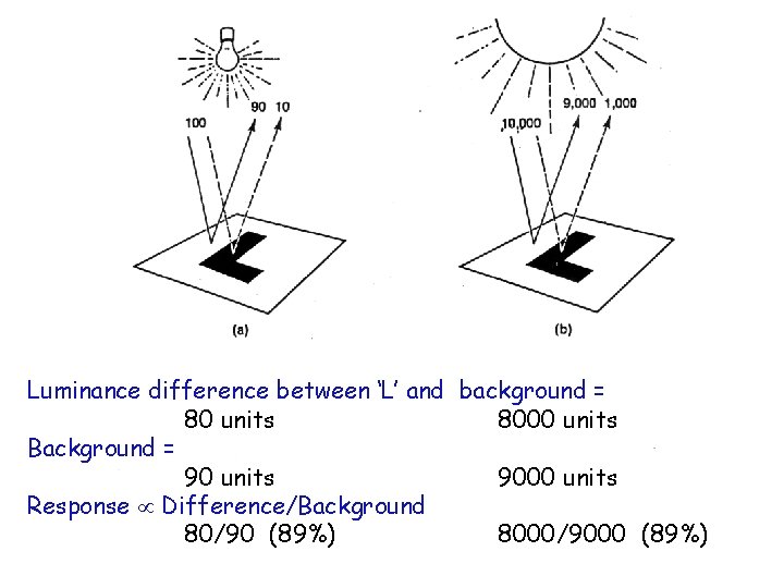 Light and dark adaptation The range of light