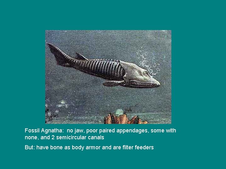 Origin of the Vertebrates Early recognition that this