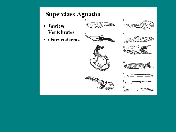 Origin of the Vertebrates Early recognition that this