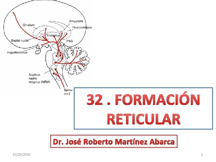 32 FORMACIN RETICULAR Dr Jos Roberto Martnez Abarca