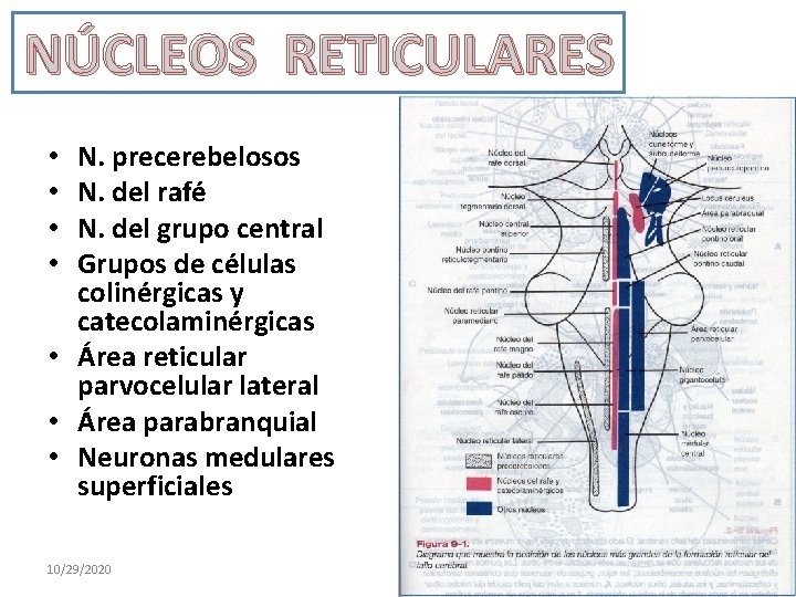 32 FORMACIN RETICULAR Dr Jos Roberto Martnez Abarca