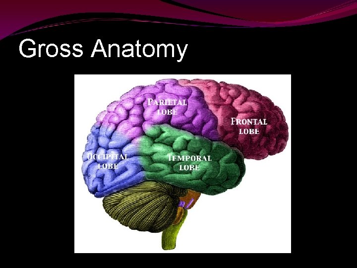 Anatomy of Brain Dr Rima Pathak Gross Anatomy