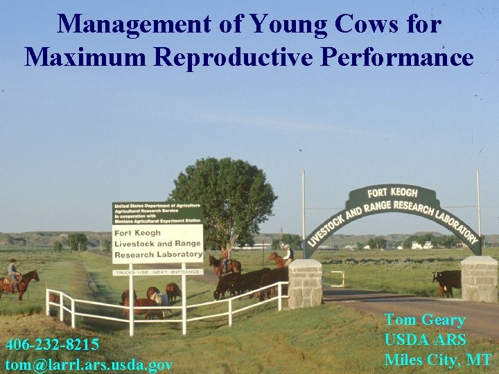 Management of Young Cows for Maximum Reproductive Performance