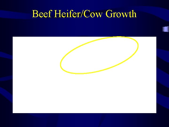 Management of Young Cows for Maximum Reproductive Performance