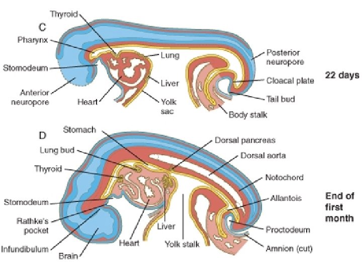 Development of liver and pancreas Semmelweis University Department