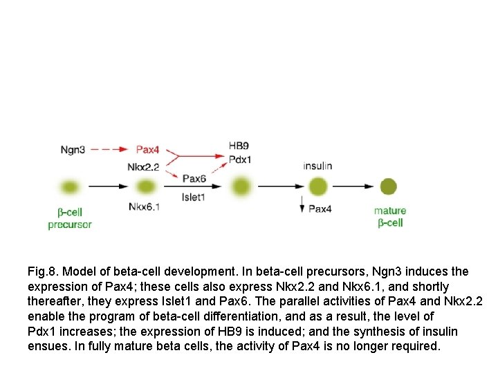Development of liver and pancreas Semmelweis University Department