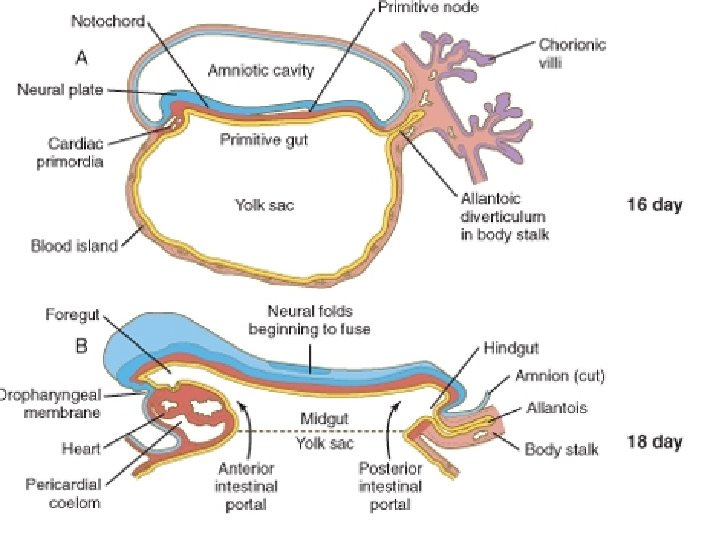 Development of liver and pancreas Semmelweis University Department