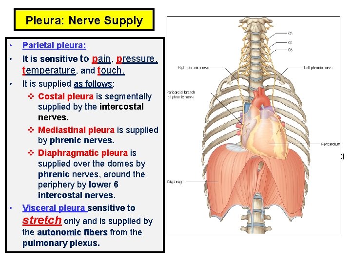 Pleura Lung By Prof Saeed Abuel Makarem Dr
