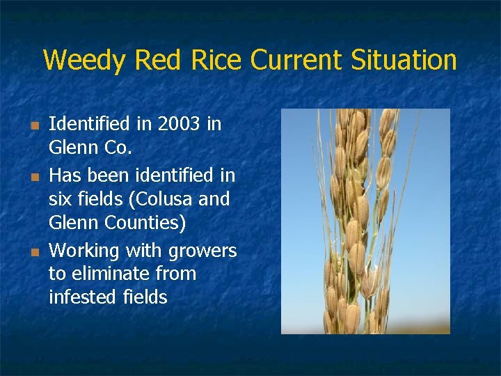 California Rice Pest Update Christopher A Greer University