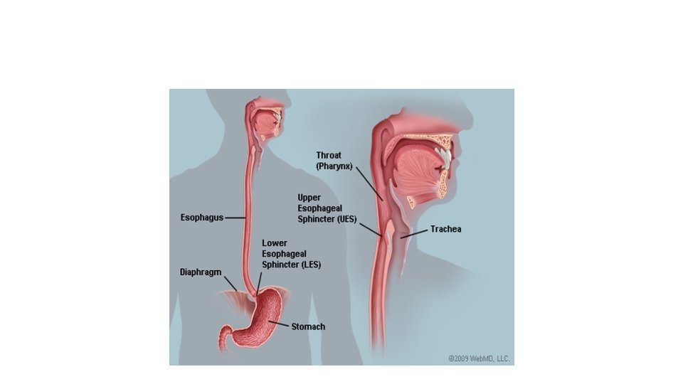 Gastrointestinal pathology esophagus and stomach lecture 1 Dr