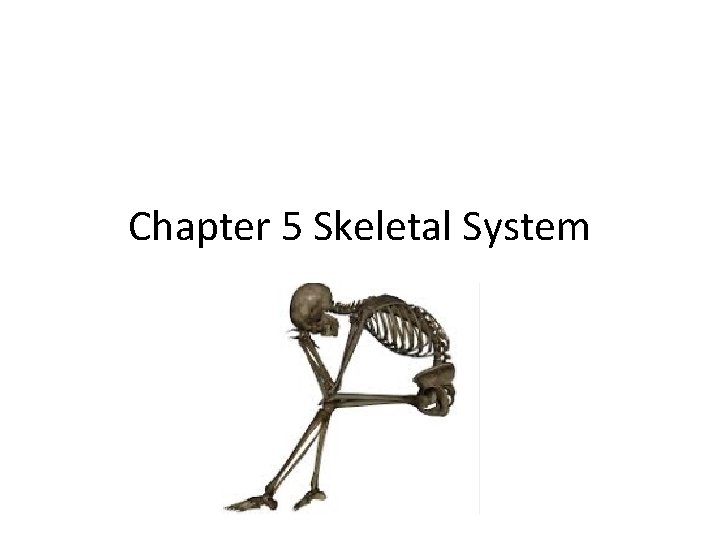 Chapter 5 Skeletal System Organization Bones is composed