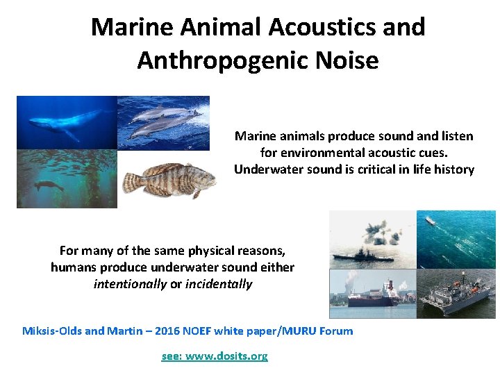 Marine Animal Acoustics and Anthropogenic Noise Marine animals