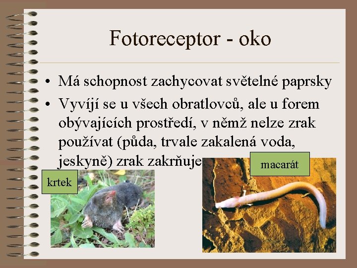 Nervov soustava a smyslov orgny obratlovci NEURON POPIS