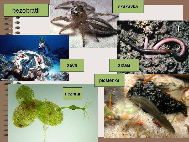 Nervov soustava a smyslov orgny obratlovci NEURON POPIS