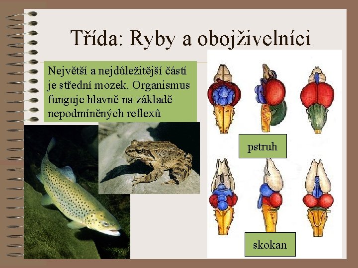 Nervov soustava a smyslov orgny obratlovci NEURON POPIS