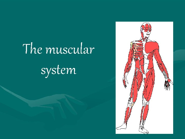 The muscular system function Supports the skeleton Aids