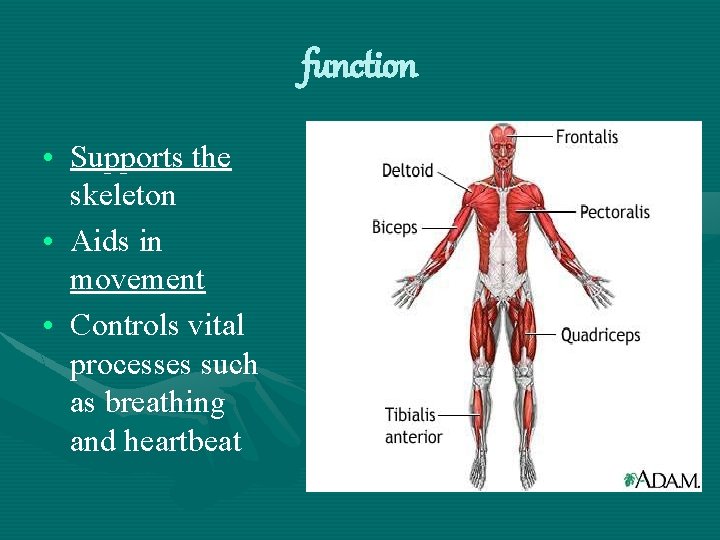 The muscular system function Supports the skeleton Aids