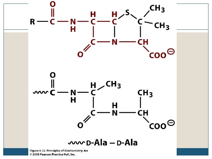 BetaLactam Antibiotics Clinically Important Lactam Antibiotics ...