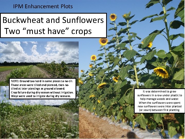 Farmscaping A Whole Farm Approach to IPM InService