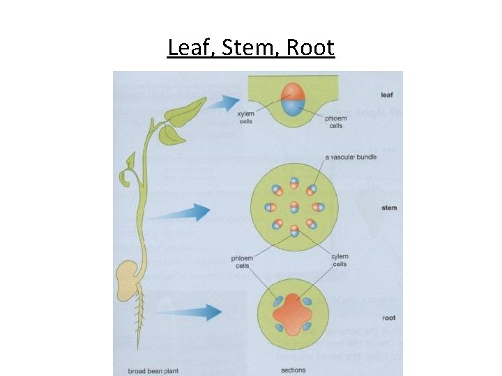 B 4 Summary Plant Cells Vacuole Cell Membrane