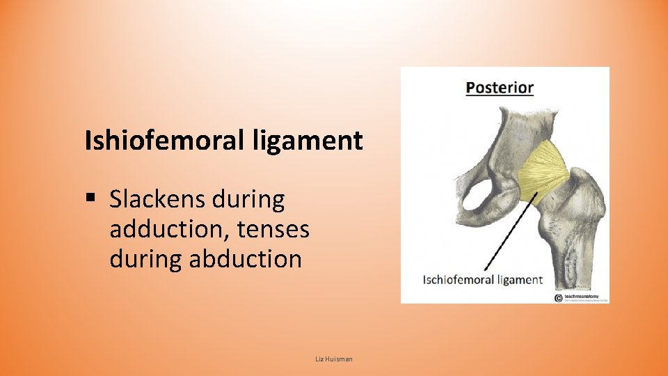 The Hip Iliofemoral Joint Heather Friedland Liz Huisman