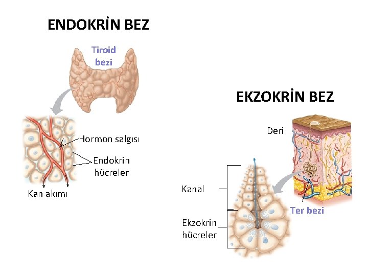 REK 181 ANATOM FZYOLOJ KONU 6 ENDOKRN SSTEM