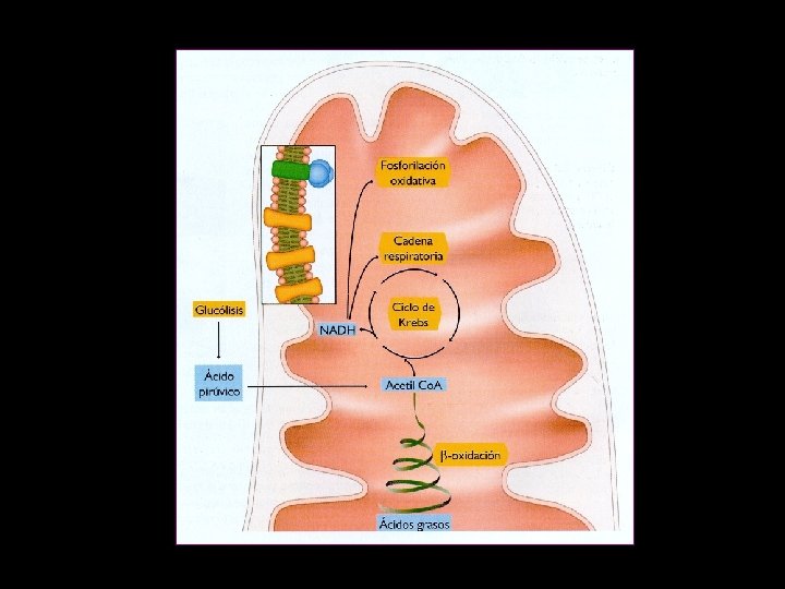 LAS MITOCONDRIAS Un ATPasa transporte de electrones genera