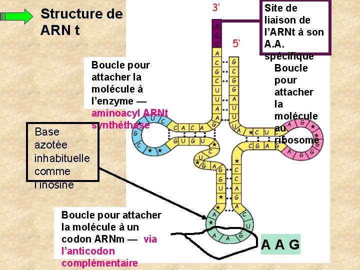 volution et Diversit du Vivant 101 NYA05 Cours