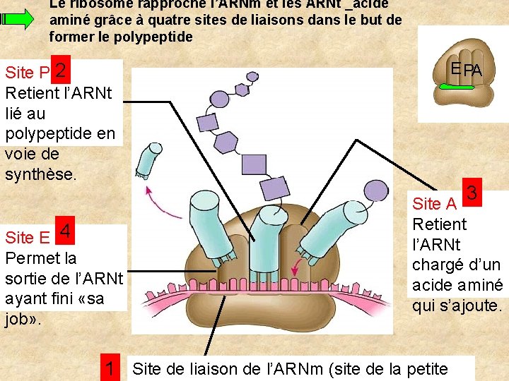 volution et Diversit du Vivant 101 NYA05 Cours