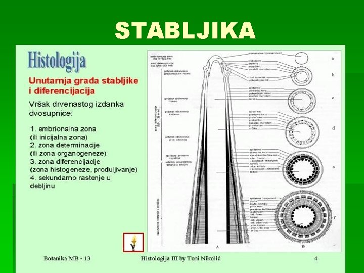 OPA BOTANIKA II Prof dr sc Nada Bezi