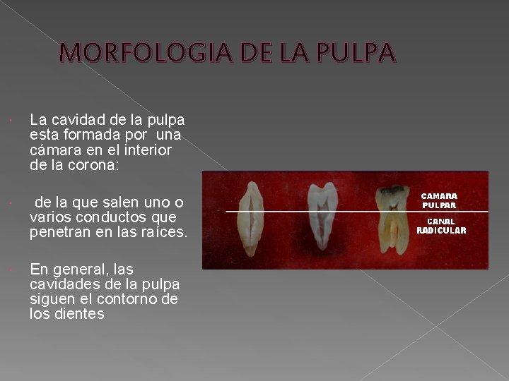 Cavidades pulpares en dientes permanentes ALEJANDRO LEON CARO