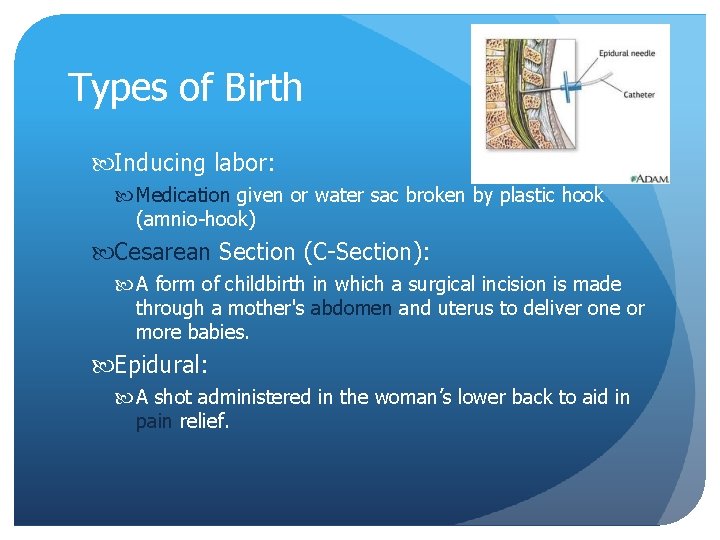 Pregnancy Terminology Signs of Pregnancy Missed menstrual period