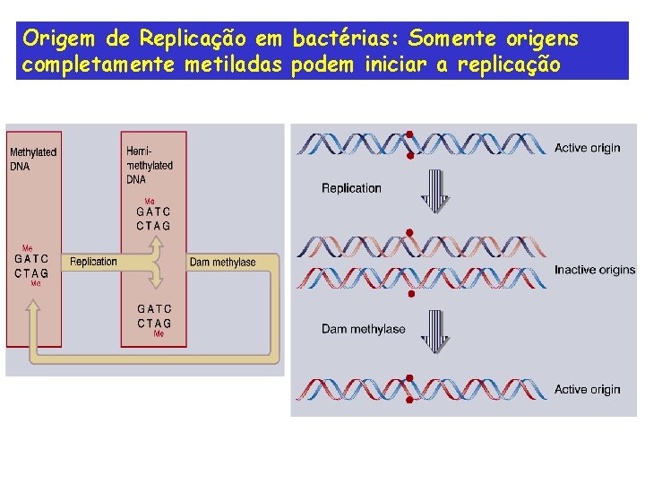 Replicao do DNA Agradecimentos Profa Dra Aline Maria