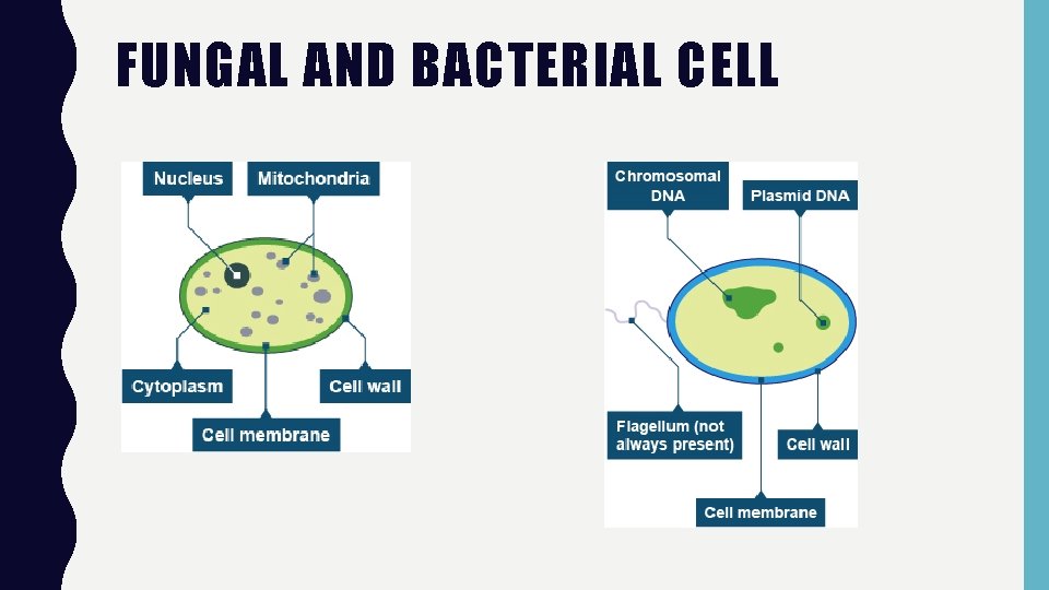 N 5 BIOLOGY QUICK REVISION UNIT 1 CELL