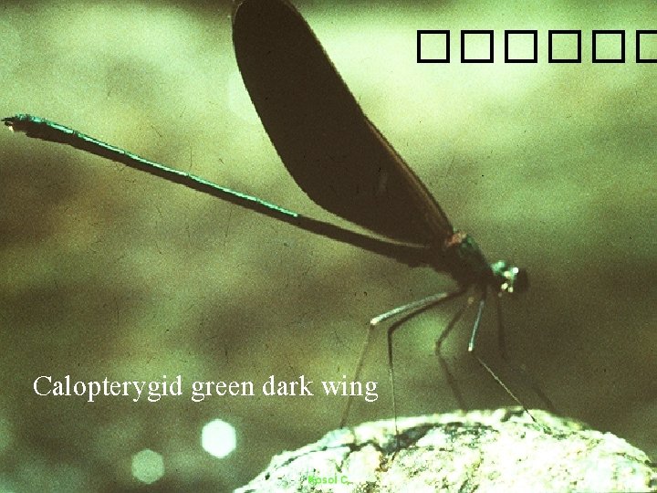 Kosol Charernsom Associate Professor 1981 Beneficial Insects Calopterygidae