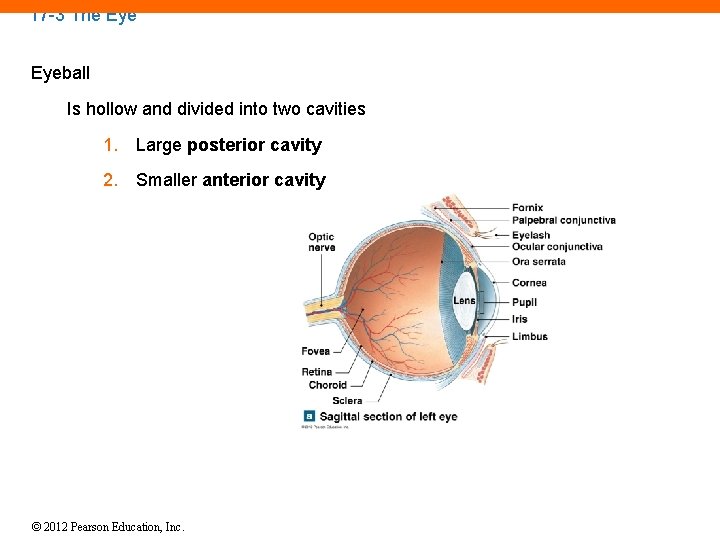 BIOL 2401 Fundamentals of Anatomy and Physiology Mrs