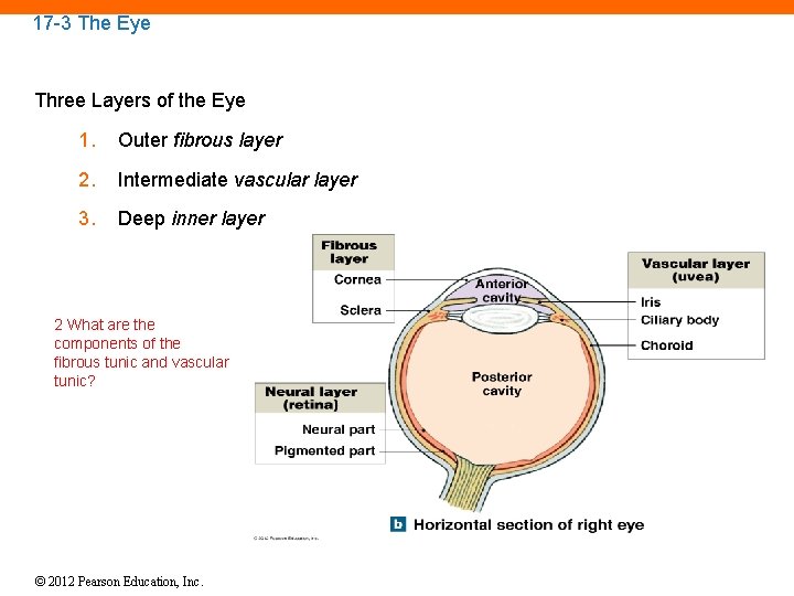 BIOL 2401 Fundamentals of Anatomy and Physiology Mrs