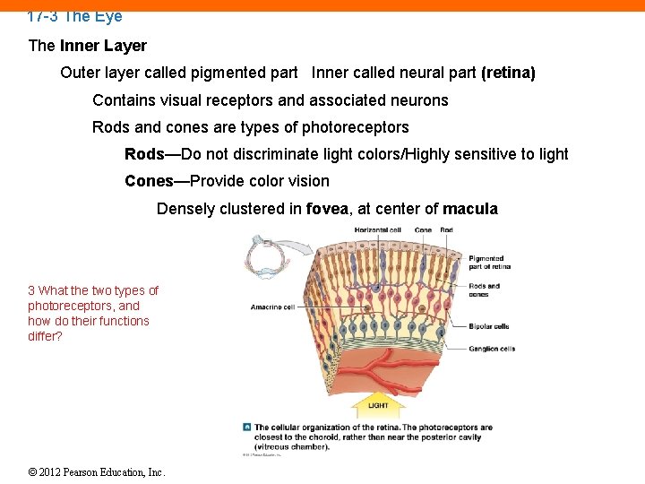 BIOL 2401 Fundamentals of Anatomy and Physiology Mrs