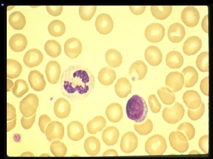 HEMATOLOGY HEMATOPOIESIS Introduction HEMATOLOGY Introduction Study of ...